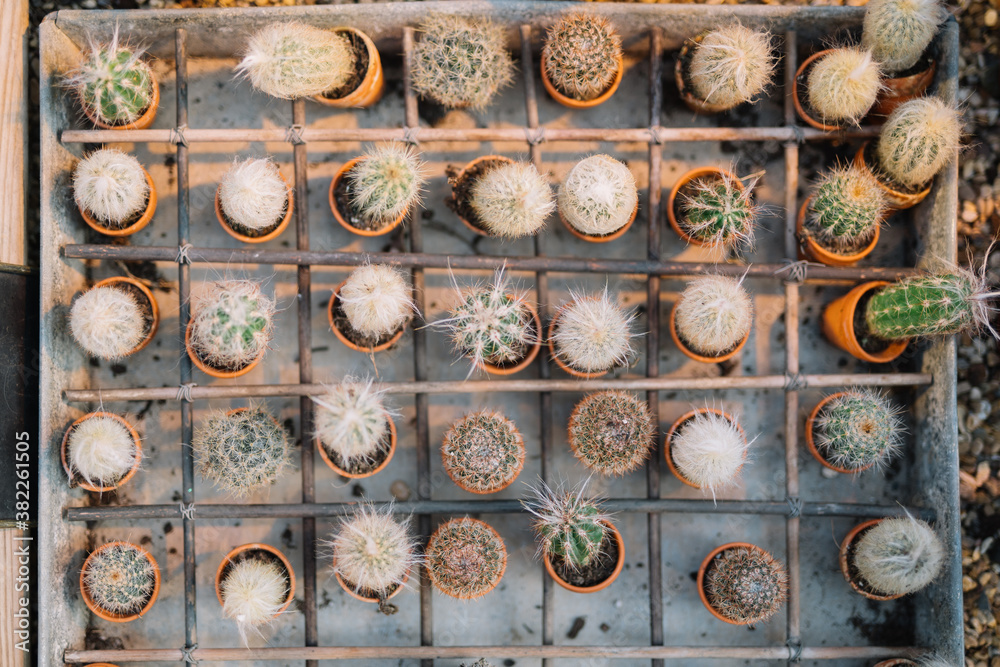 Succulent cactus plants from above Stock Photo | Adobe Stock