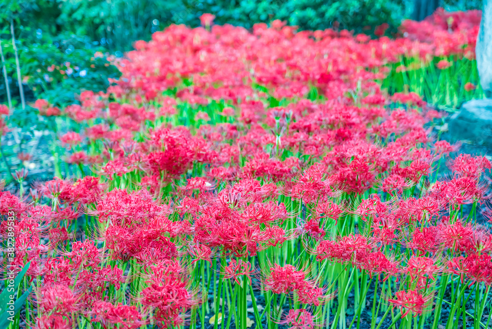 Lycoris radiata, known as the red spider lily, hell flower, red magic ...