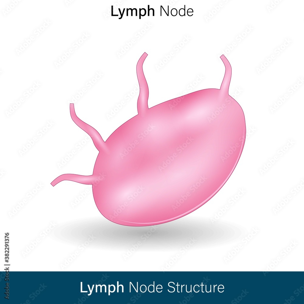 structure of lymph node vector illustration involved in the maturation ...