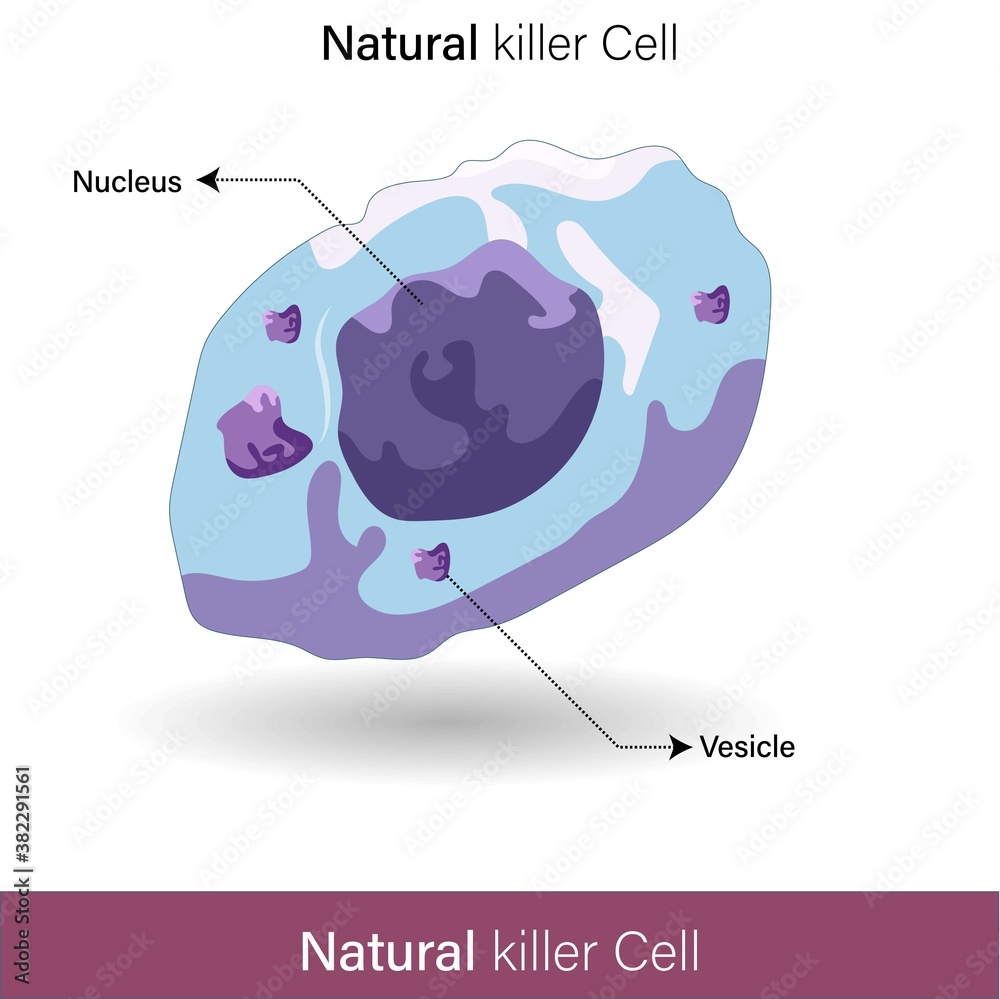 natural killer cell vector illustration Stock Vector | Adobe Stock