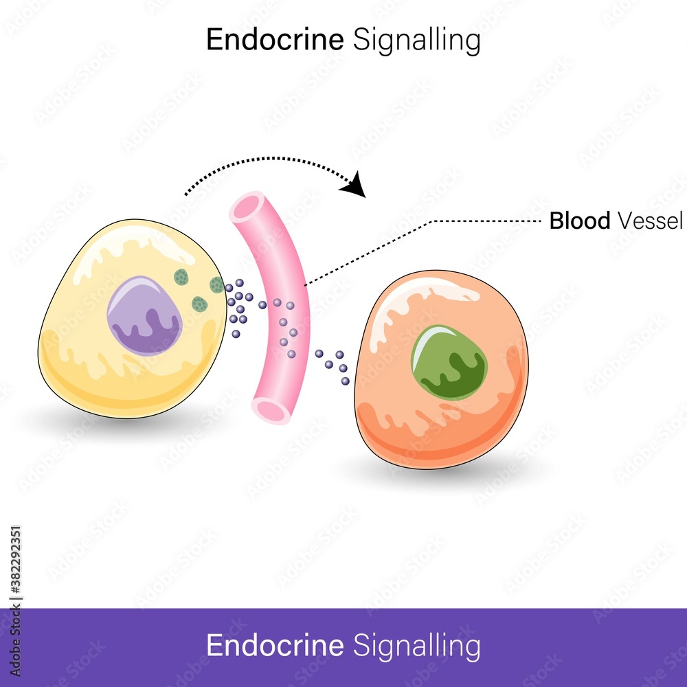 vector of Endocrine cell signaling by hormone molecules Stock Vector ...