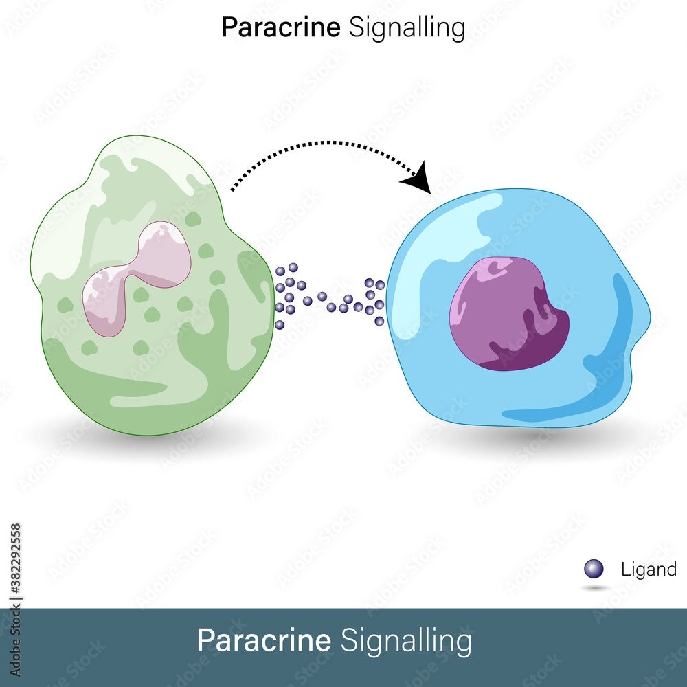 vector of Paracrine cell signaling by hormone molecules, Stock Vector ...