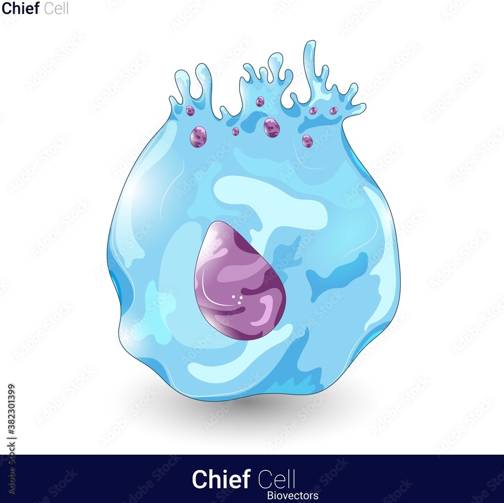 vector of Chief cells are also known as zymogenic cell or peptic cell ...