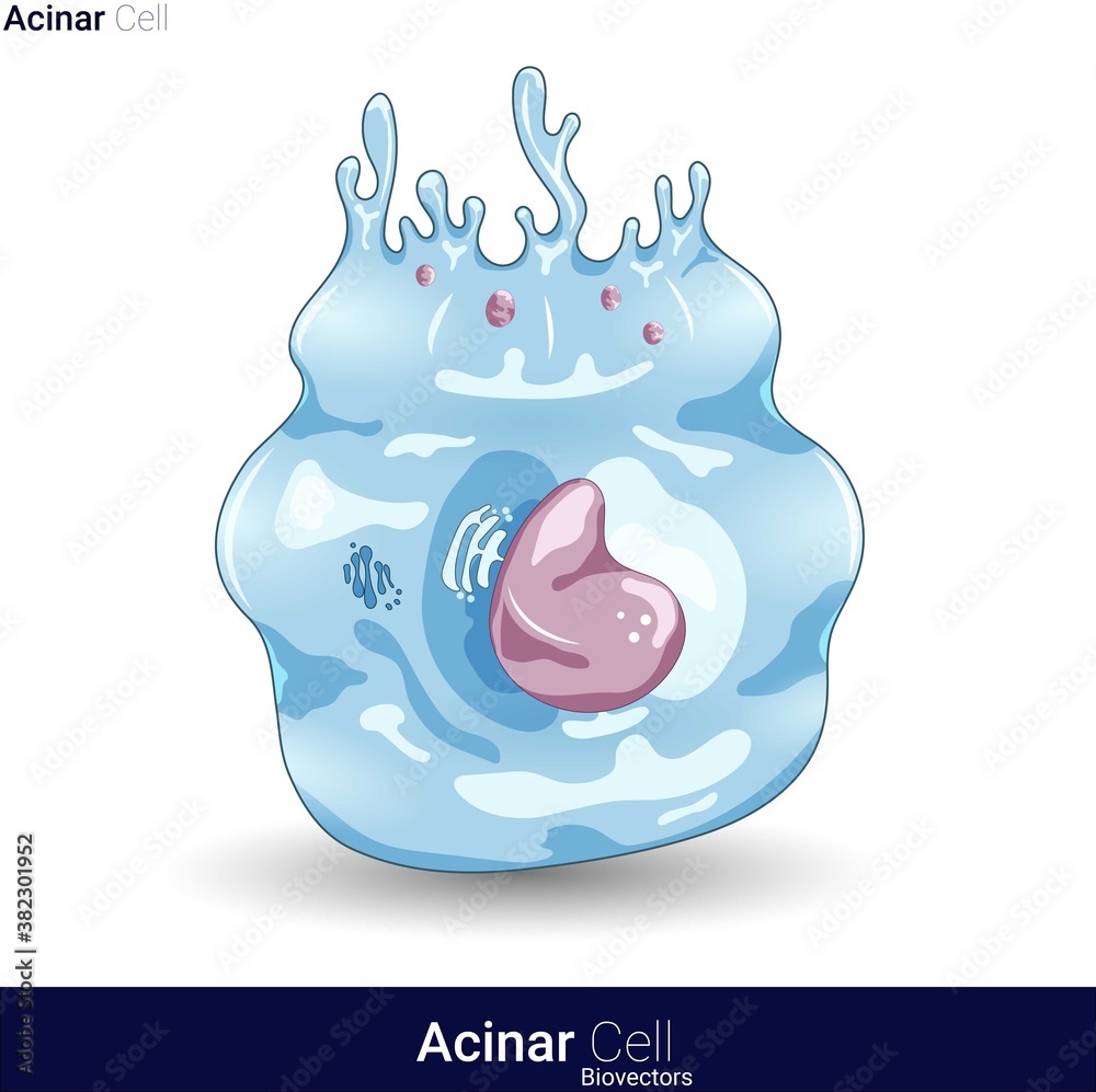 vector of the structure of human Acinar cells of acinar glands Stock ...