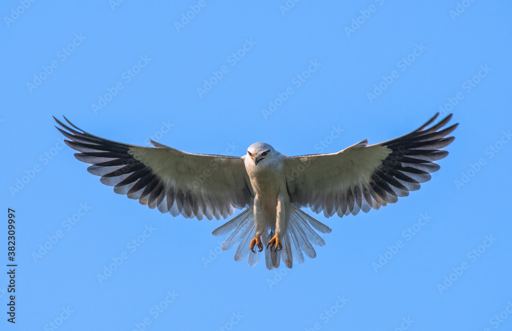 Black shouldered kite hovering for prey this is a raptor from tropical ...