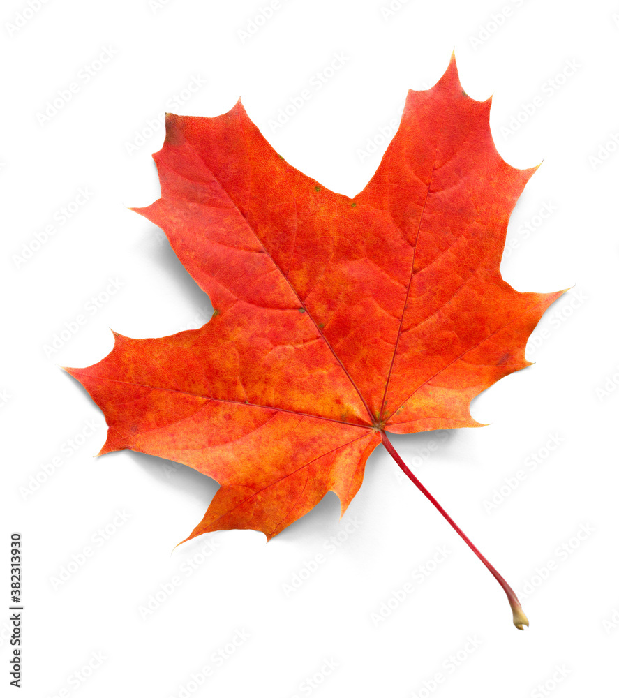 Autumn maple leaf isolated on white background with shadows, clipping ...