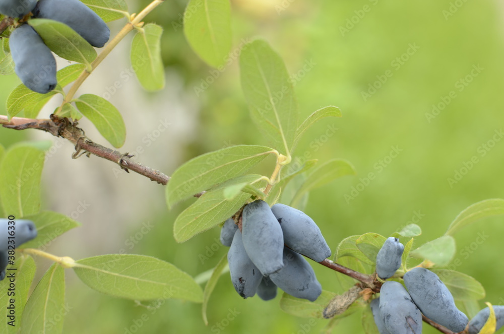 Berries on the bush during harvest. Blue Honeysuckle (Lonícera caeruléa ...