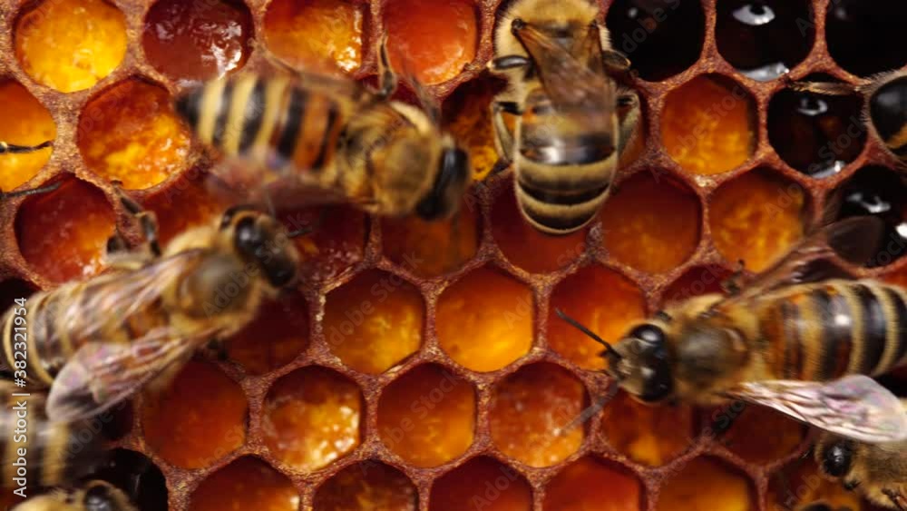 Bee bread: the bee pollen stored in the combs. Inside the Beehive - A ...