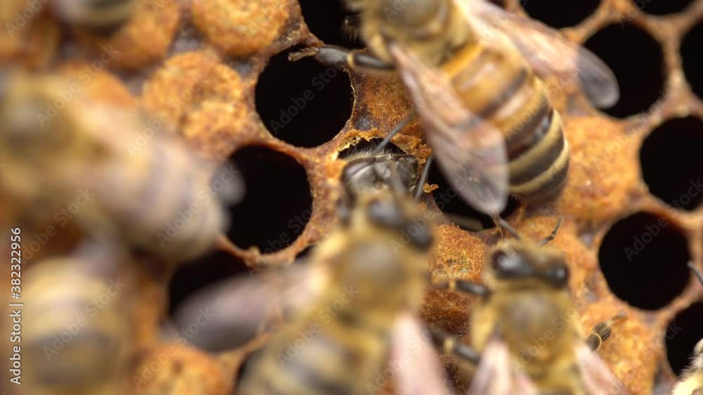 The Birth of Worker Bee close up, emerging from cell. Honey Bee Brood ...