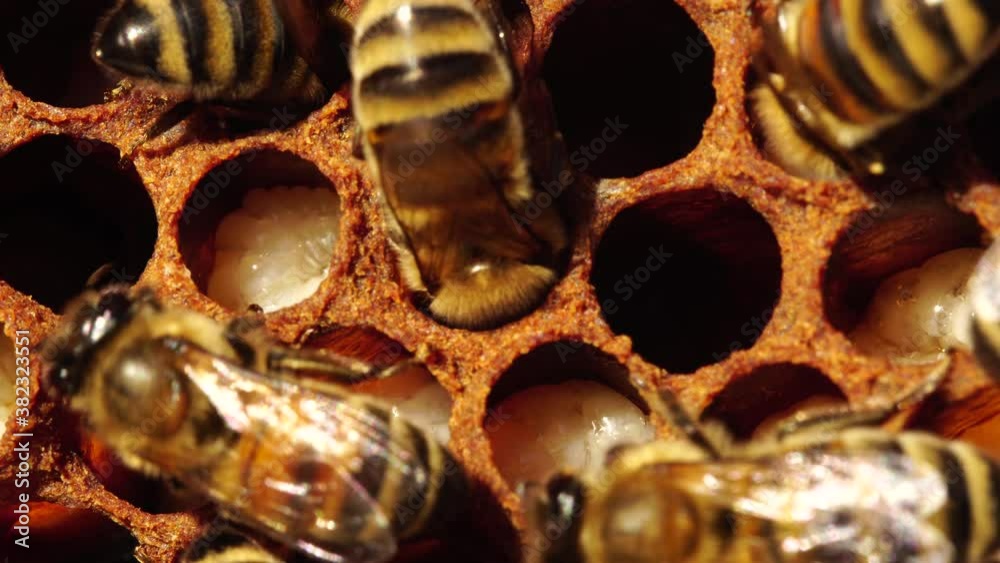 Honey bee larvae hatch from eggs macro. Honey Bee Brood care. The Birth ...