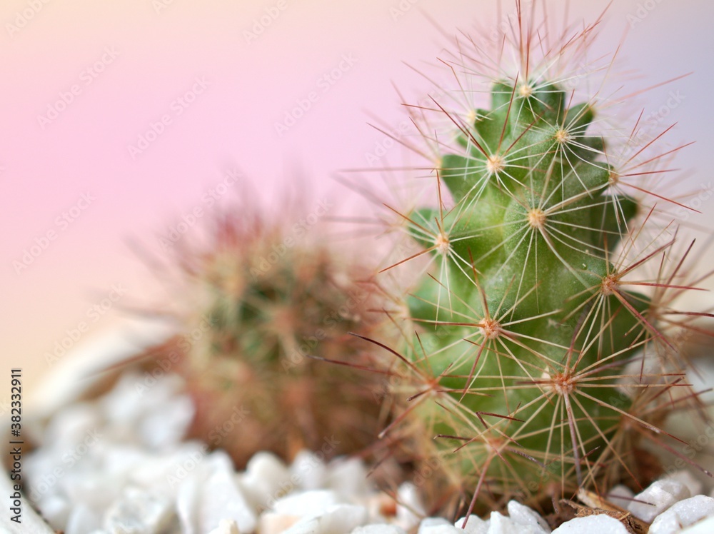 Closeup cactus Cleisto Mammillaria elongata ,copper king cactus plants ...
