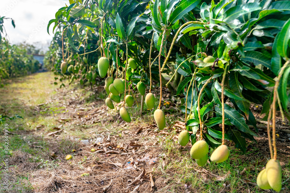 The mango trees on mango plantation Stock Photo | Adobe Stock