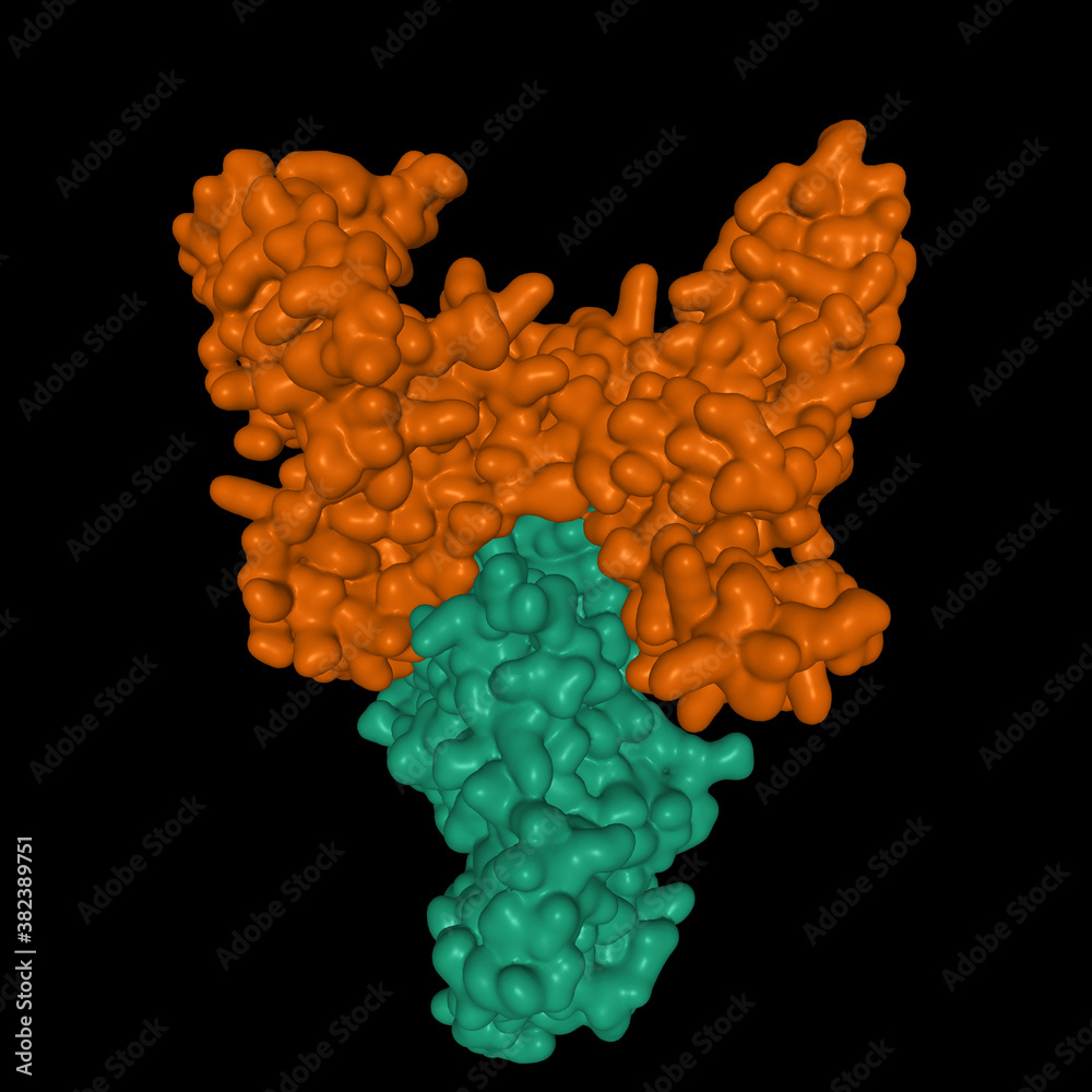 Structure of human vitamin D - binding protein (brown) in complex with ...