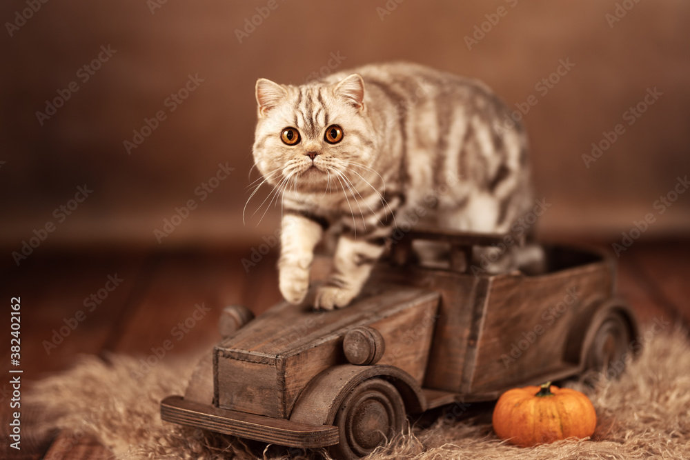 Britisch Kurzhaar Tabby Katze getigert - sehr edel und schön, sitzt im ...