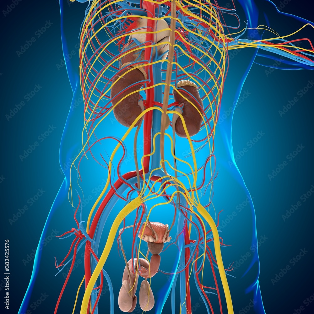 Male Reproductive System Anatomy For Medical Concept 3D Stock ...
