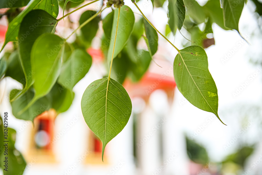 The Green leaf Pho leaf, (bo leaf, bothi leaf) the forest bo tree is a ...