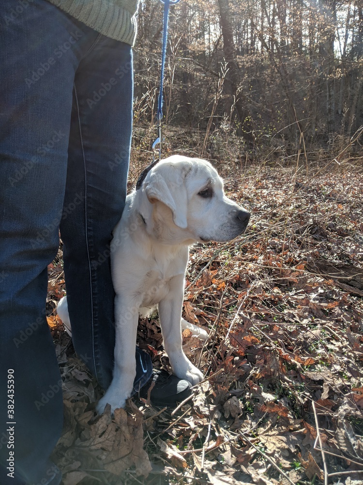 White Lab Dog Yellow Labrador Retriever Puppy Outdoors in the Fall on a ...