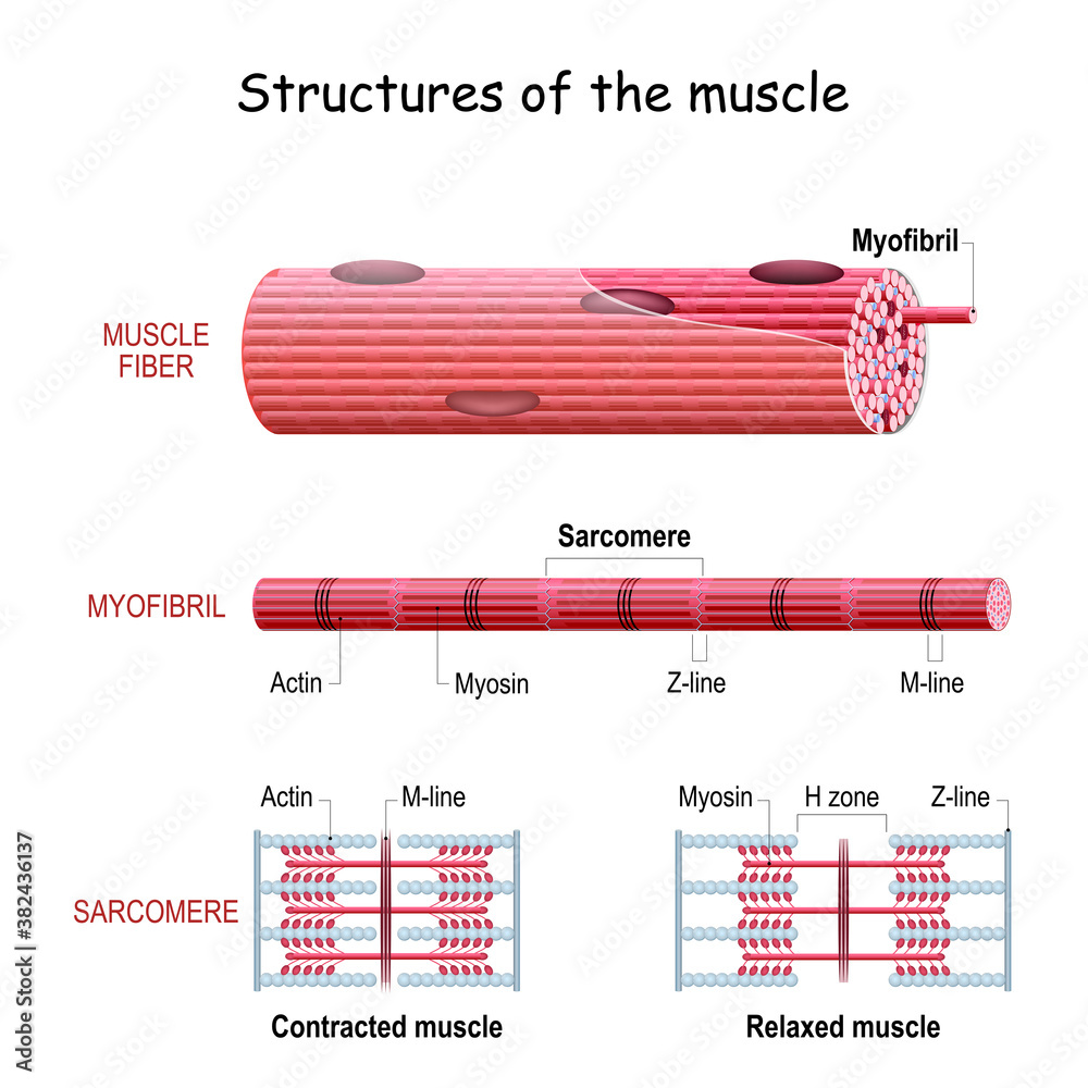 Structure Of A Sarcomere