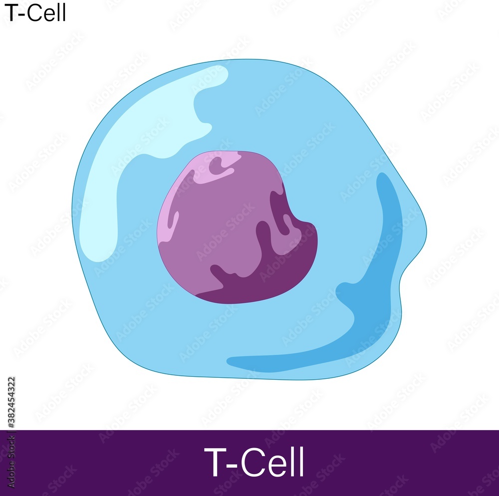 vector of T cell of adaptive immune system involved in the activation ...