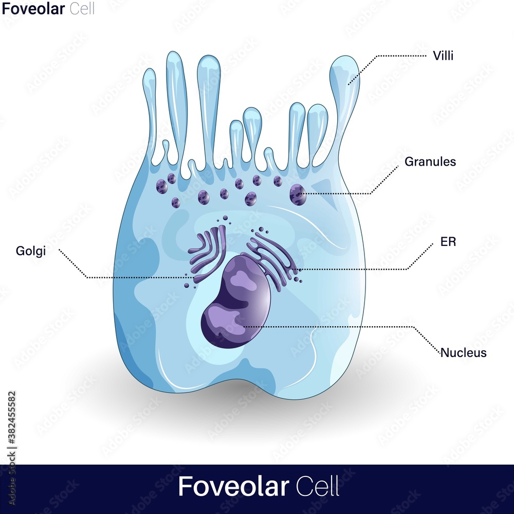 vector of Foveolar cell or surface mucous cells are mucus producing ...