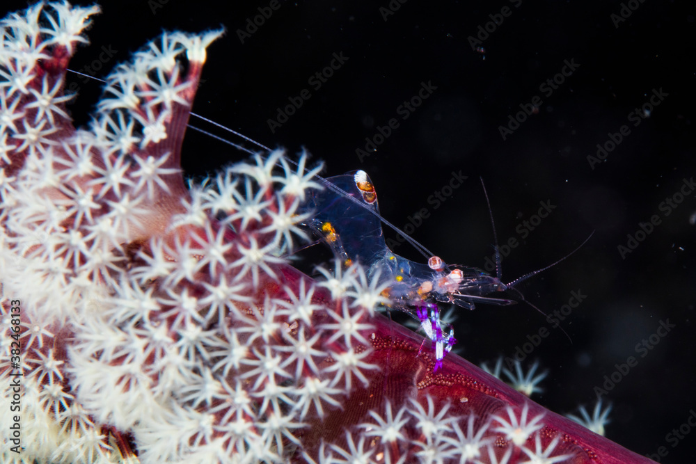 transparent shrimp stand on soft coral with black background Stock ...
