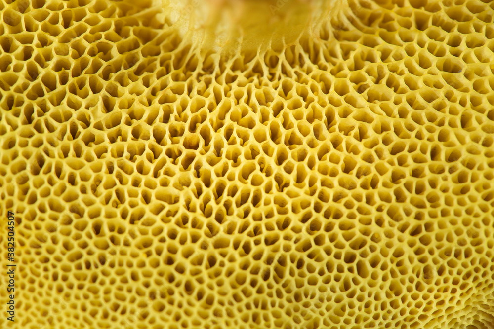 Mushroom texture Stock Photo | Adobe Stock