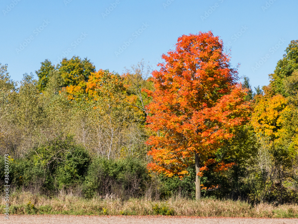 A red maple tree among trees with early fall color and dead ash trees ...