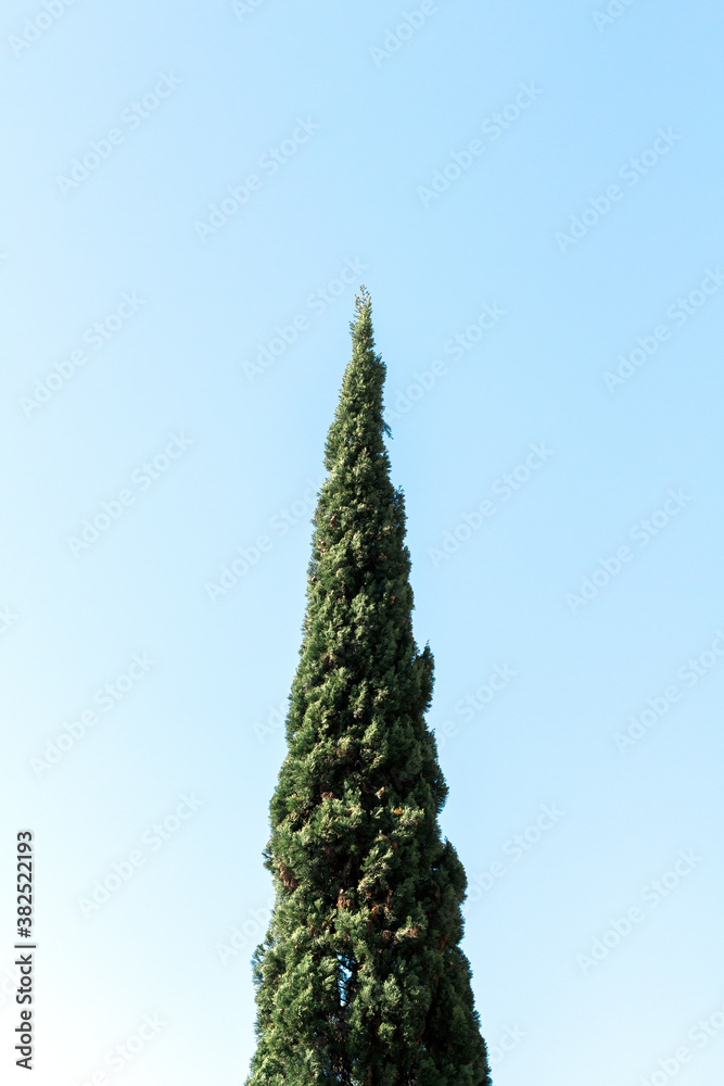 Very tip of pointy tree reaching for the sky Stock Photo | Adobe Stock