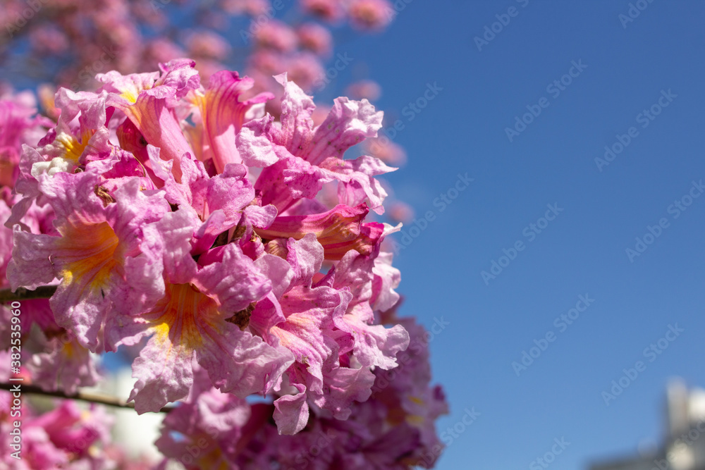 Handroanthus impetiginosus close up, pink ipê, pink lapacho, or pink ...