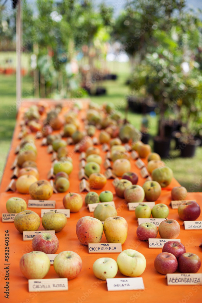 Italy, ancient fruit fair: table with many different kinds of ancient ...