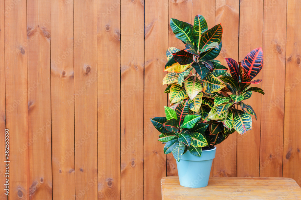 Croton plant close-up. Botanical name is Codiaeum Variegatum. Natural ...