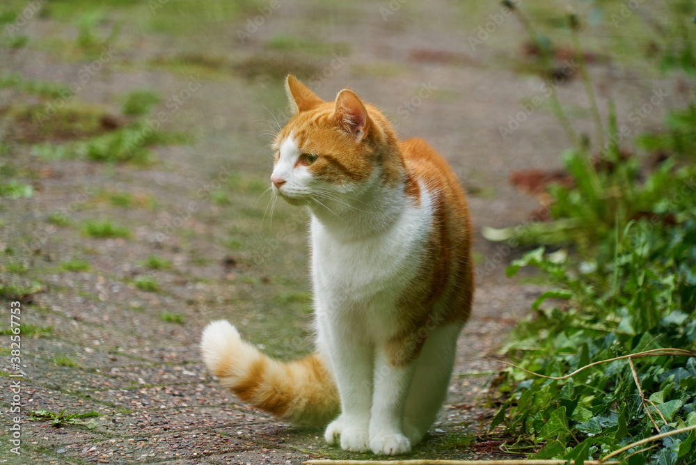 Foto de cute young tomcat sits on the pavement in the garden surrounded ...