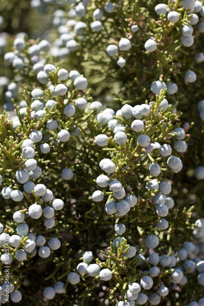 Blue immature female seed cones of California Juniper, Juniperus ...