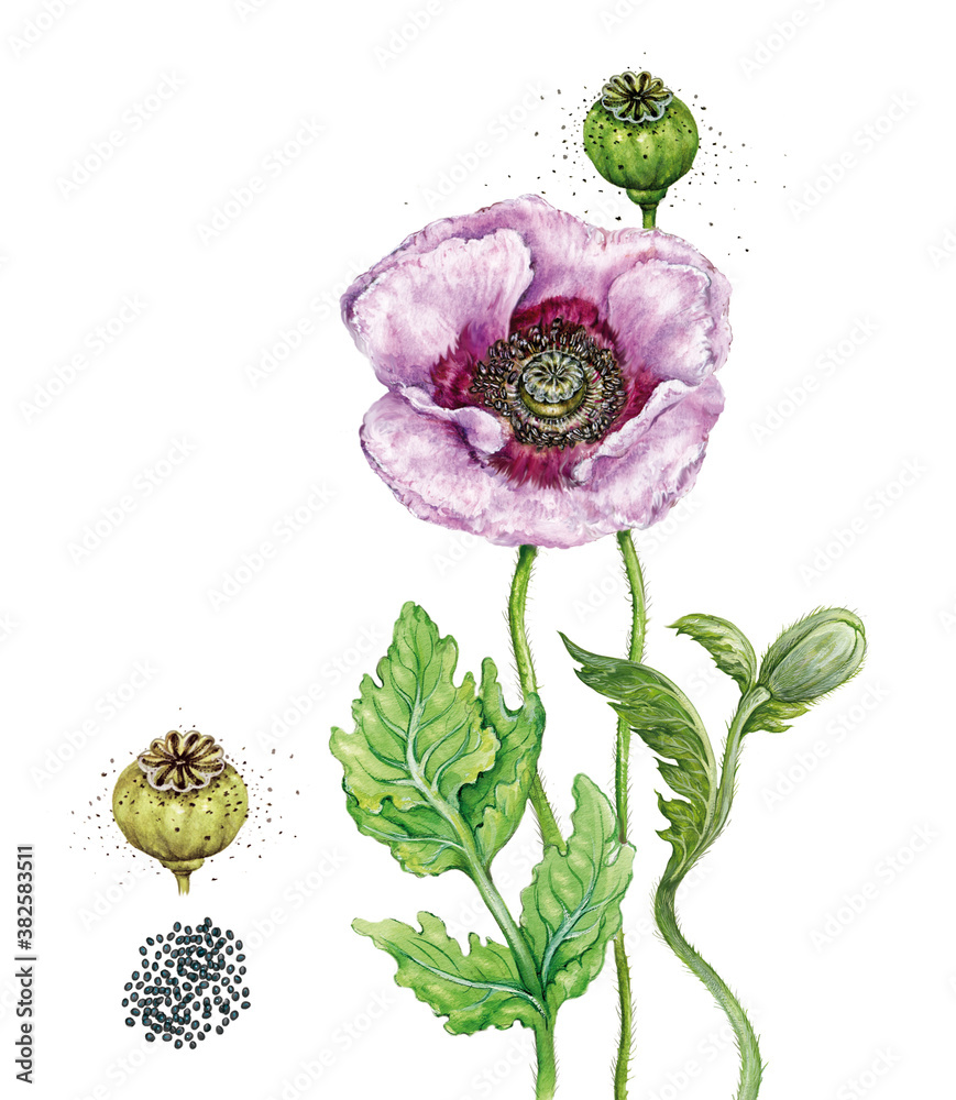 realistic botanic illustrations of opium poppy plant (papaver ...