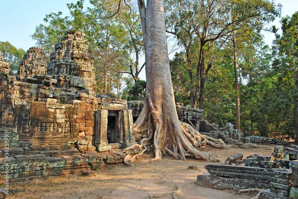 A huge tree in the middle of the ruins of the Banteay Kdei temple in ...
