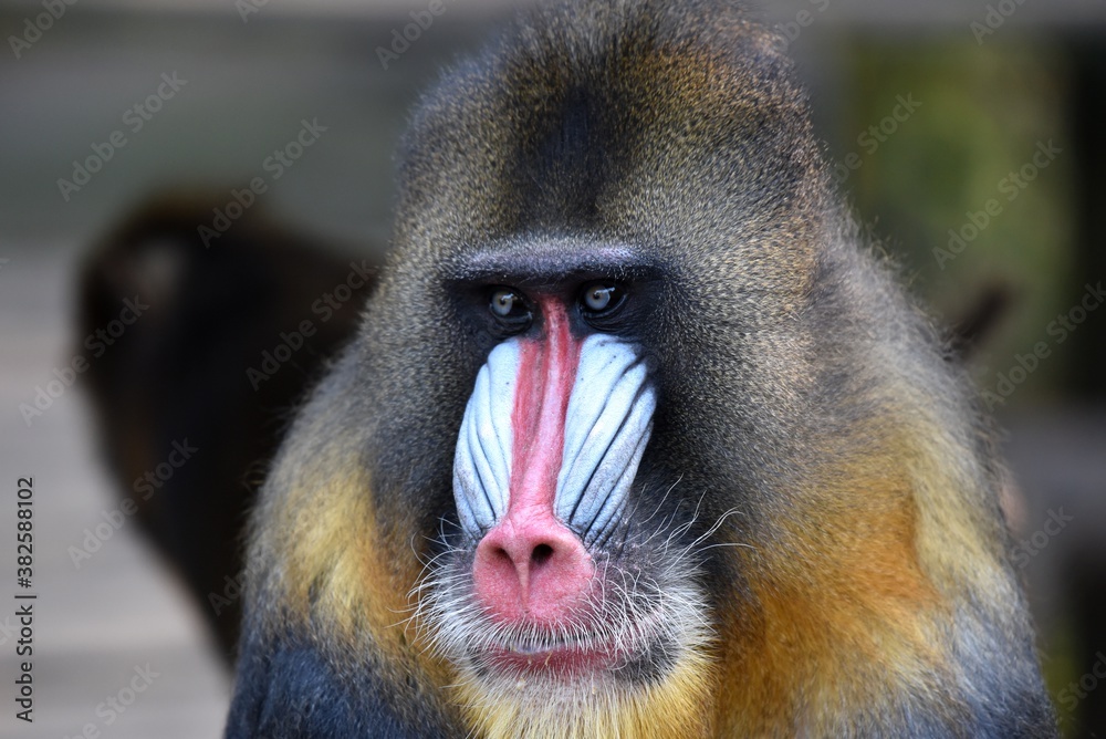 Male Mandrill (Mandrillus sphinx). Mandrills mostly live in tropical ...