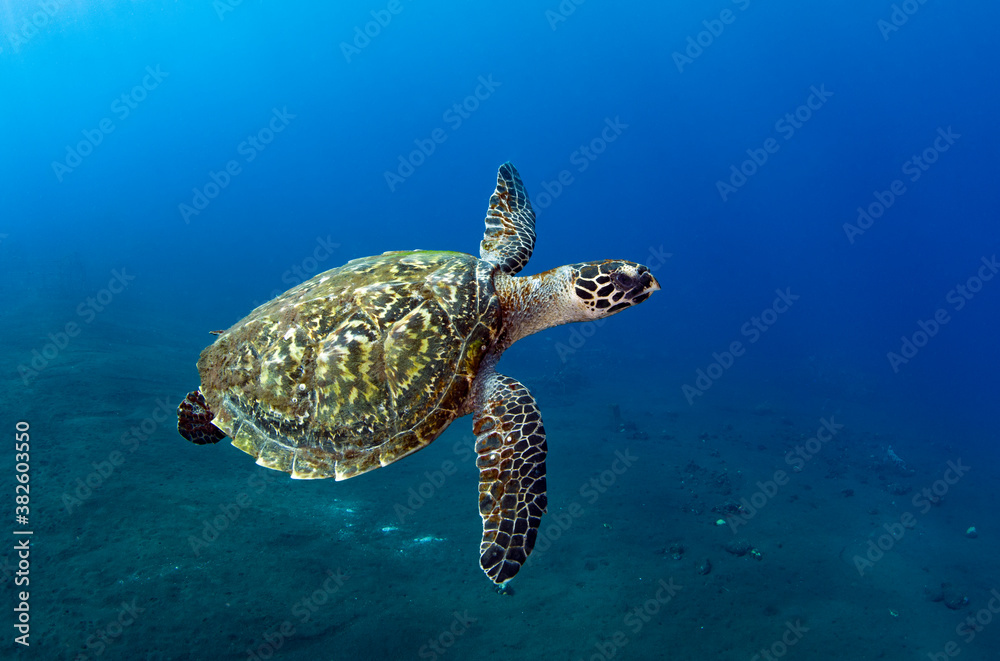 Hawksbill sea turtle in coral reefs. Underwater world of Bali ...