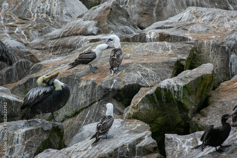 Pelicans and boobies on the rocks of an island off Peru in the Pacific ...