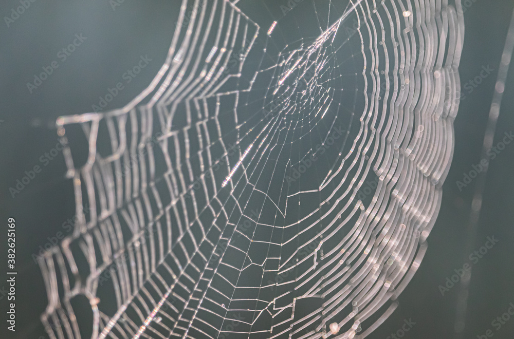 Spinnennetz Stock Photo | Adobe Stock