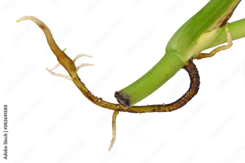 Thick aerial root growing small water roots on plant stem with of ...