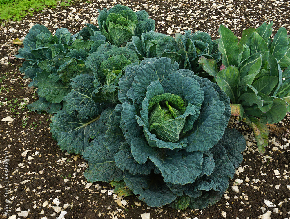 Wirsing, Brassica oleracea, savoy cabbage, Stock Photo | Adobe Stock