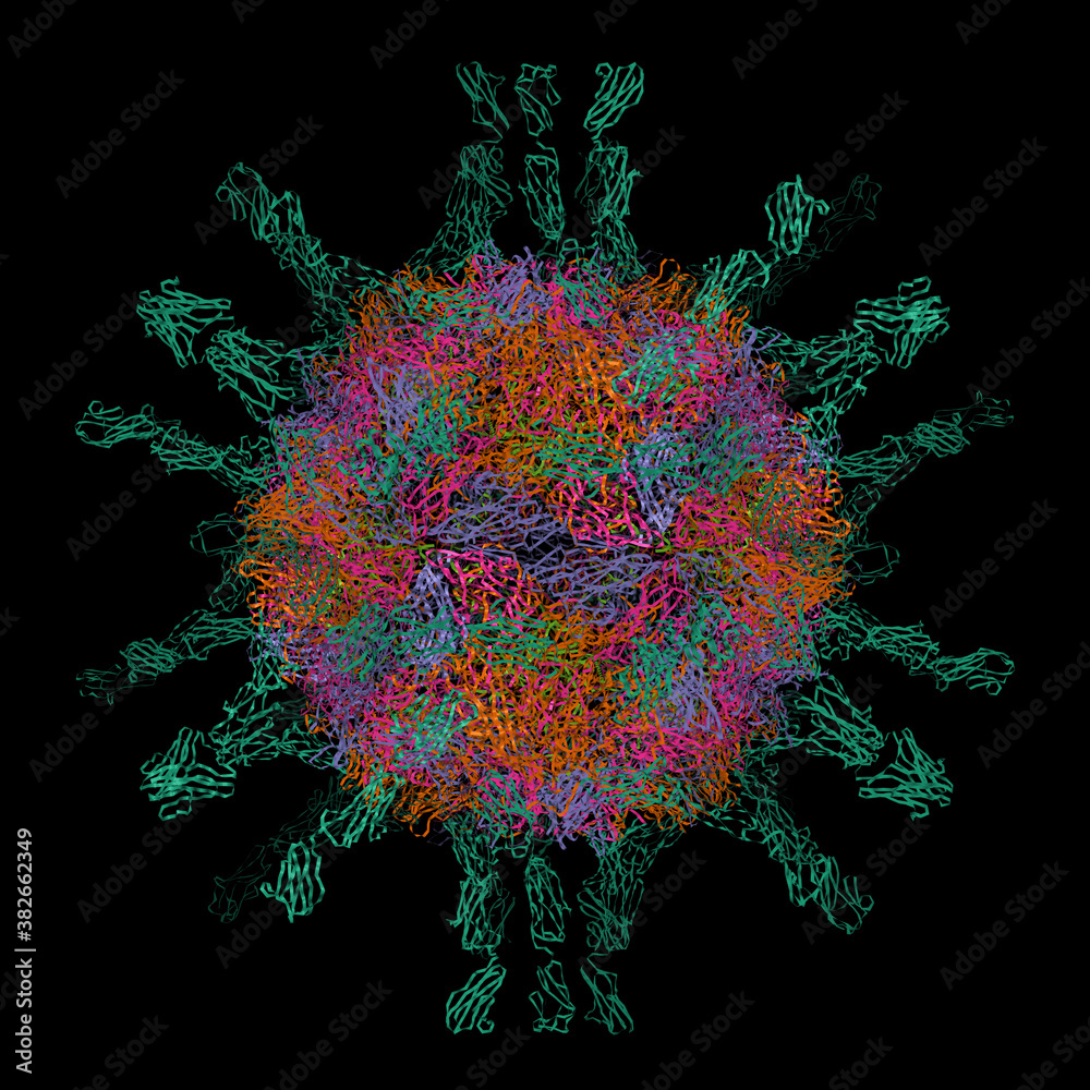 Structure of human poliovirus (serotype 1), 3D cartoon model, black ...