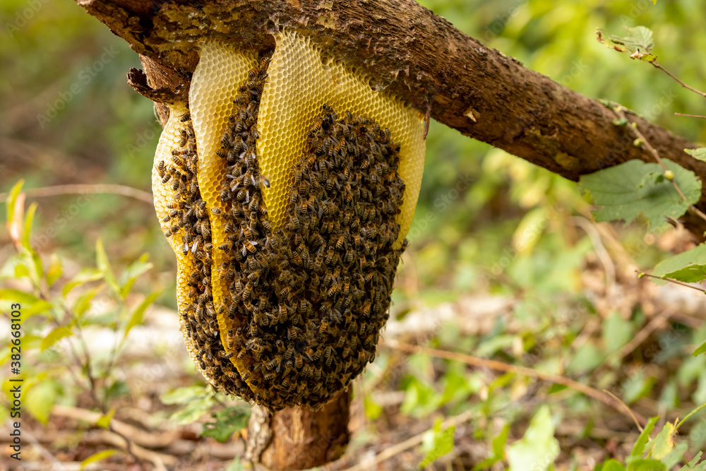 Side view of a branch with a colony of wild Apis Mellifera Carnica or ...