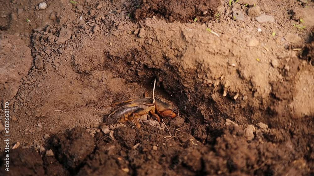 mole cricket is digging in the soil. mole cricket in the garden. close ...