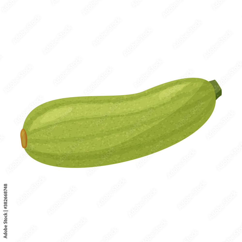Green squash isolated on white background. Vector realistic ...