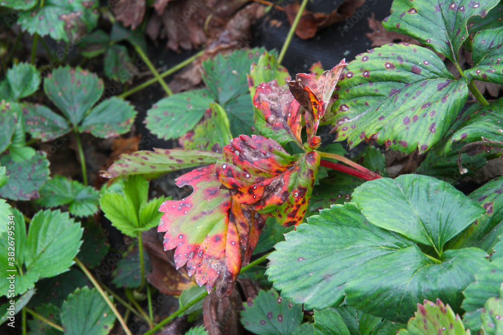 Strawberry leaves with red spots. Primary signs of fungal disease ...