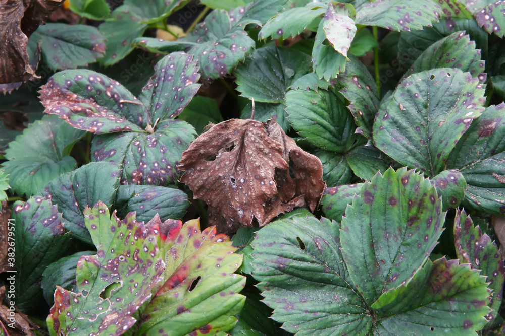 Strawberry leaves with red spots. Primary signs of fungal disease ...