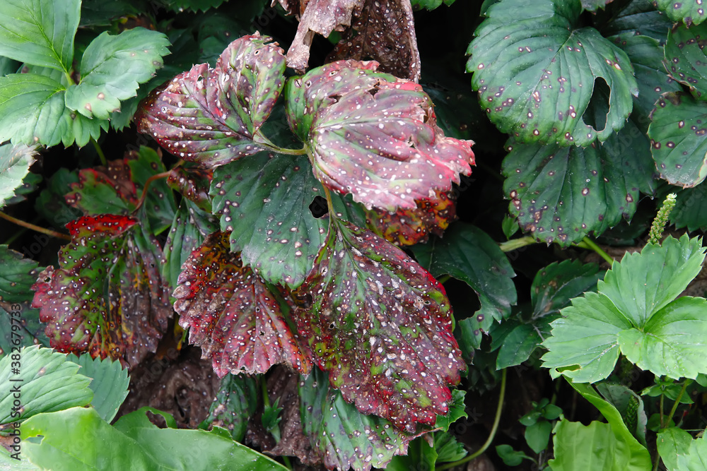 Strawberry leaves with red spots. Primary signs of fungal disease ...
