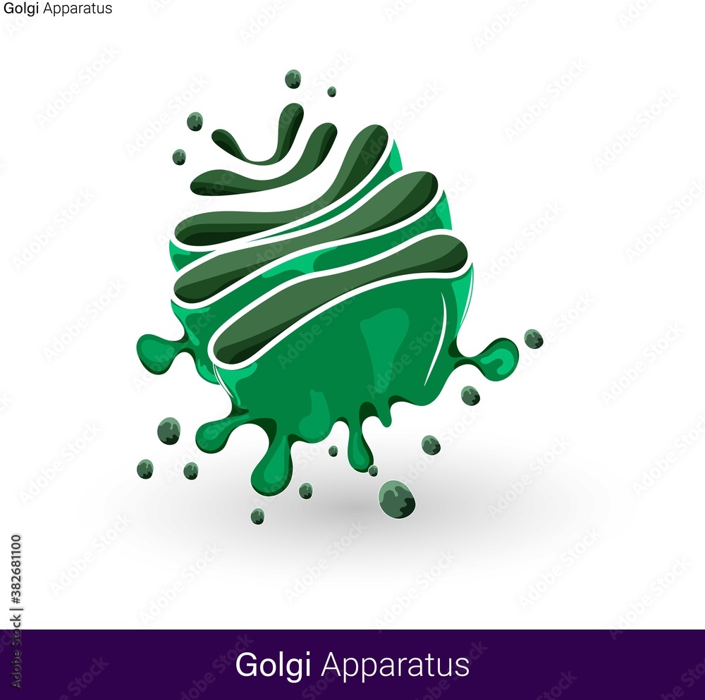 Ultrastructure of Golgi apparatus or Golgi Complex. Stock Vector ...