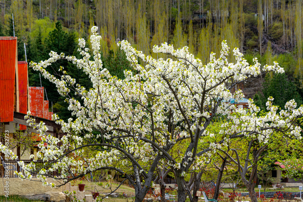 spring landscape photos of cherry blossom ,apricot blossom and spring ...